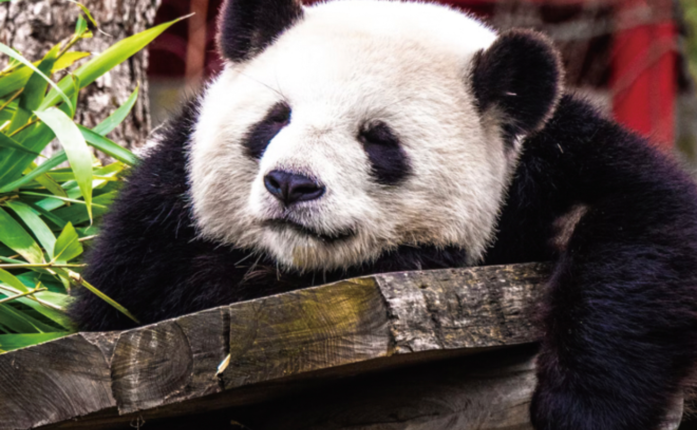 ドイツ在住アーティストMiki先生とパンダを描いてみた：まとめ | Bon Voyage